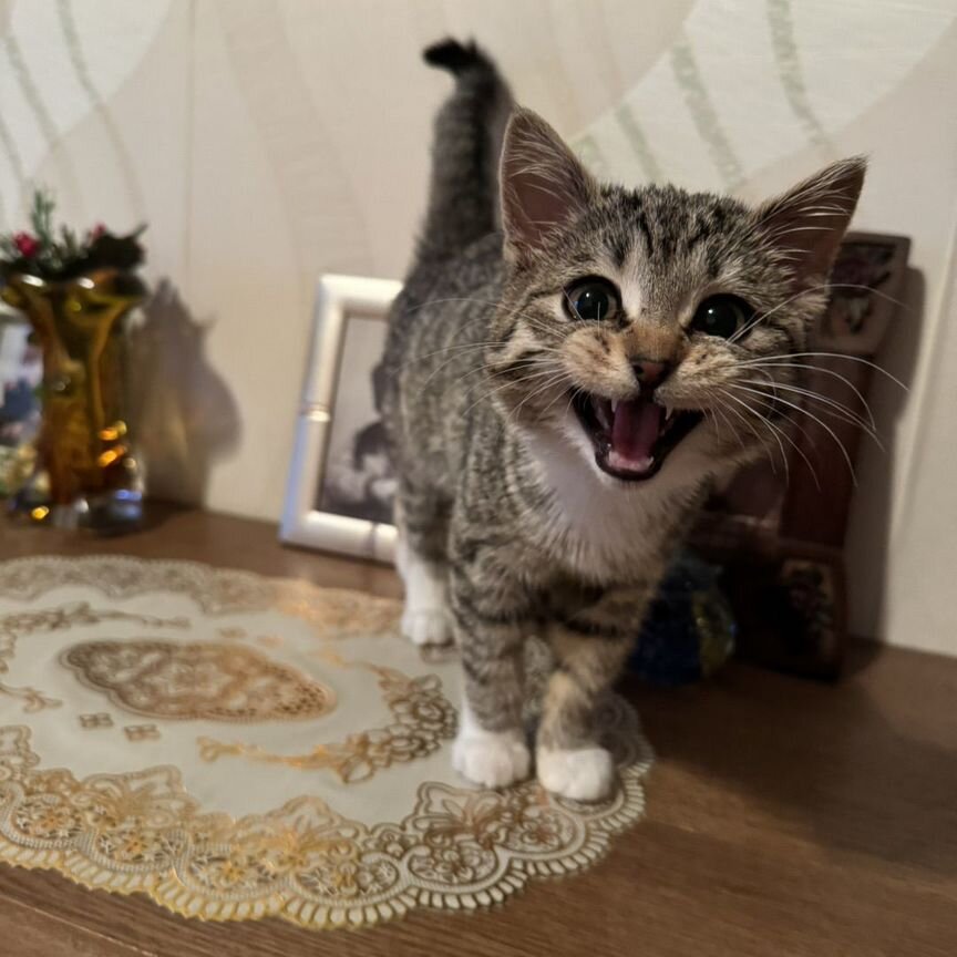 Милая кошечка-котенок