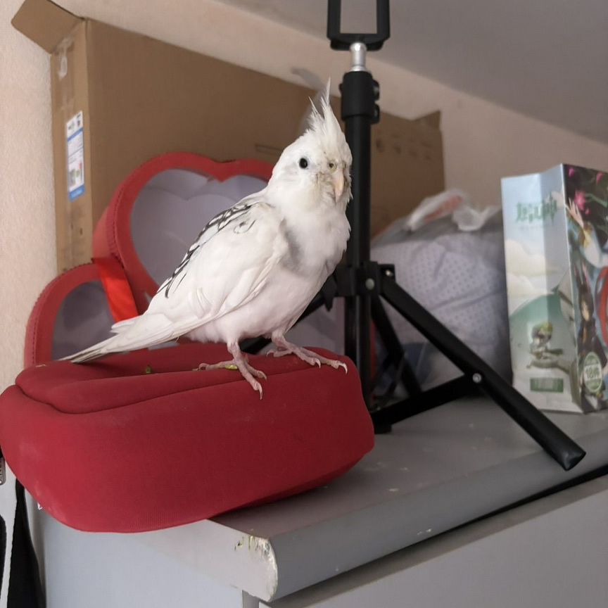 Попугай корелла ручная девочка с клеткой