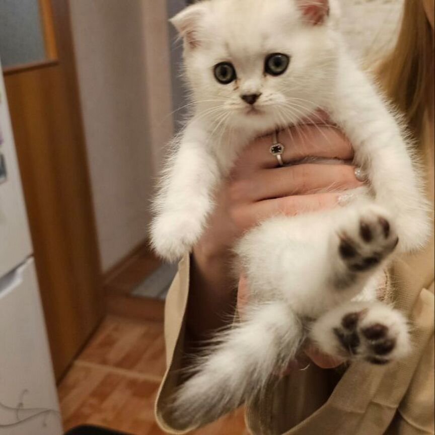 Шиншиловые девочки