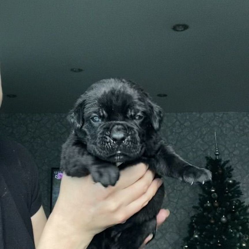 Кане корсо для бронирования