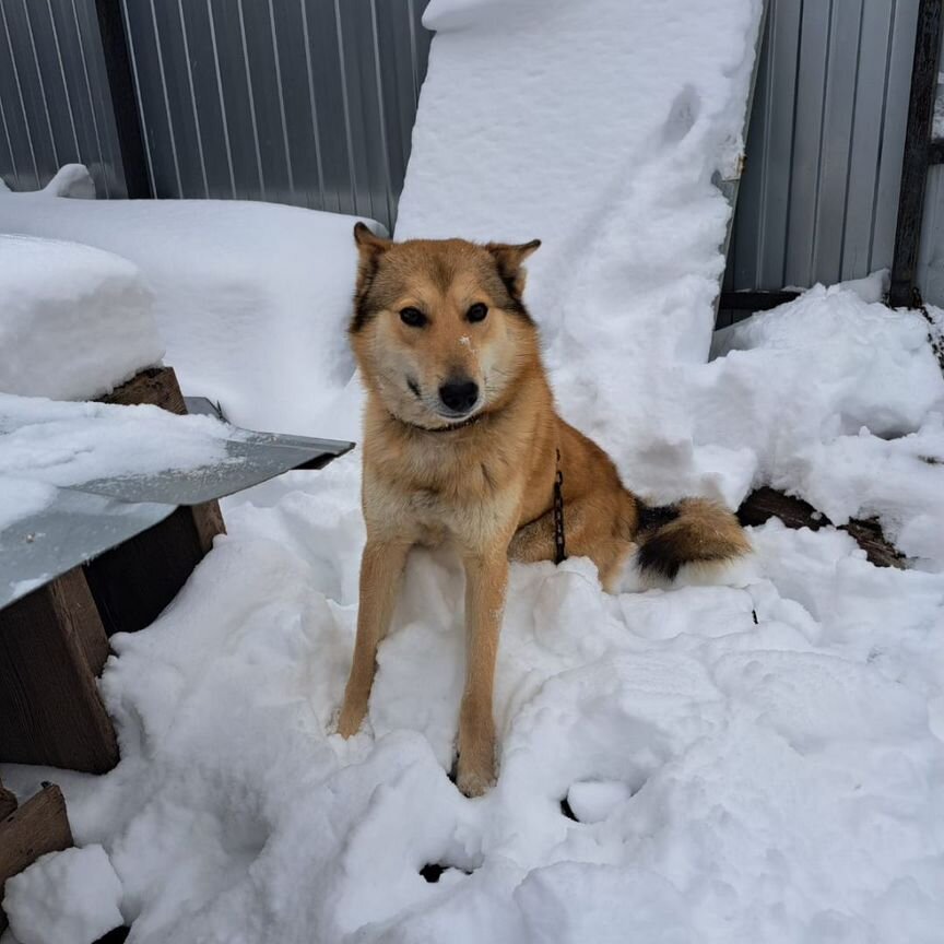 Лайка, рекс, 3 года