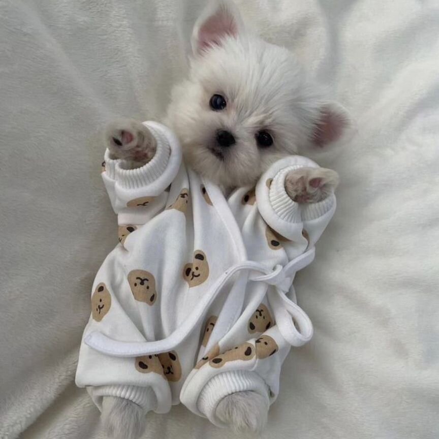 Кто может отдать щенка/собаку мелкой породы