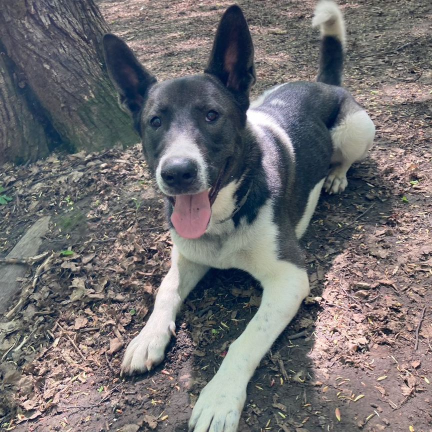 Взрослый пёс в добрые руки