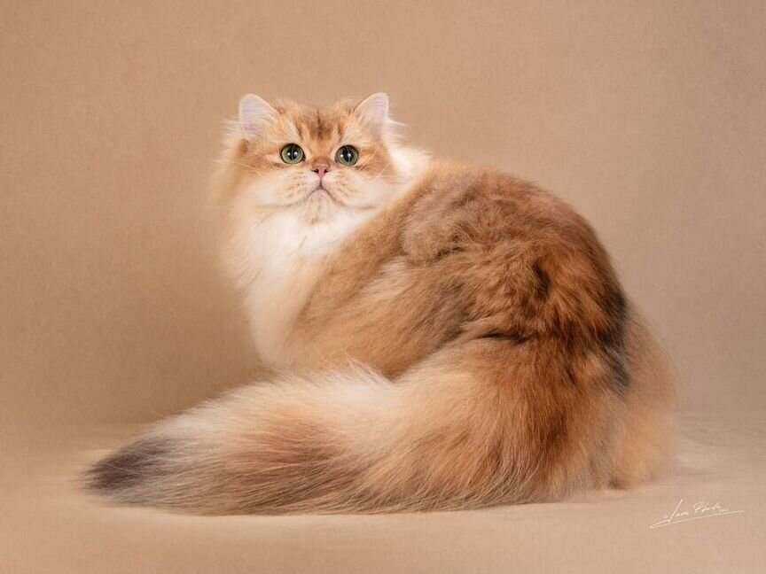Британский кот золотая шиншилла