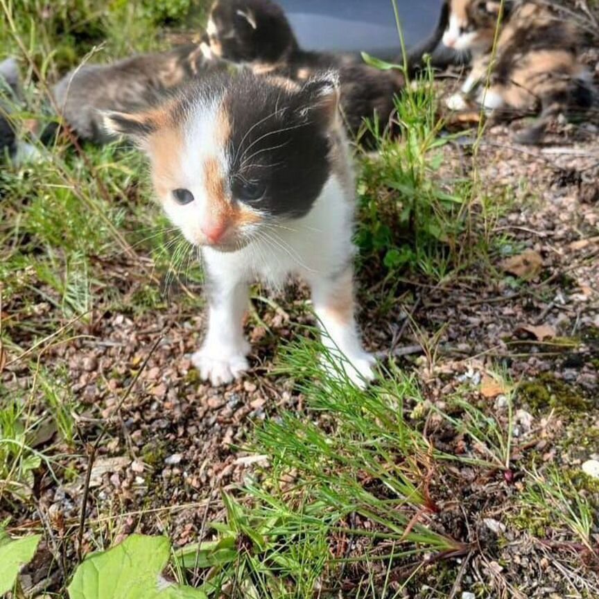 Котёнок лапочка