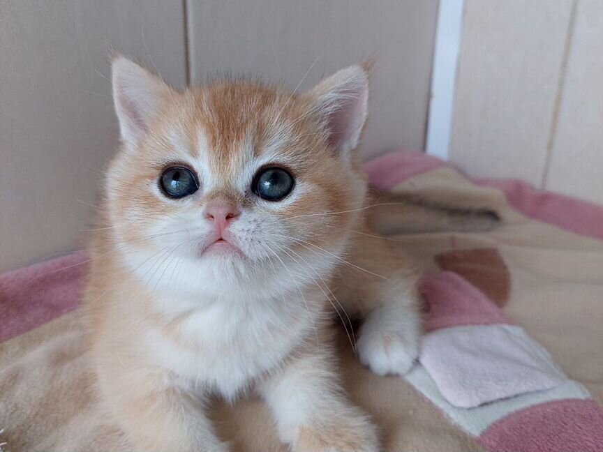 Золотая кроха