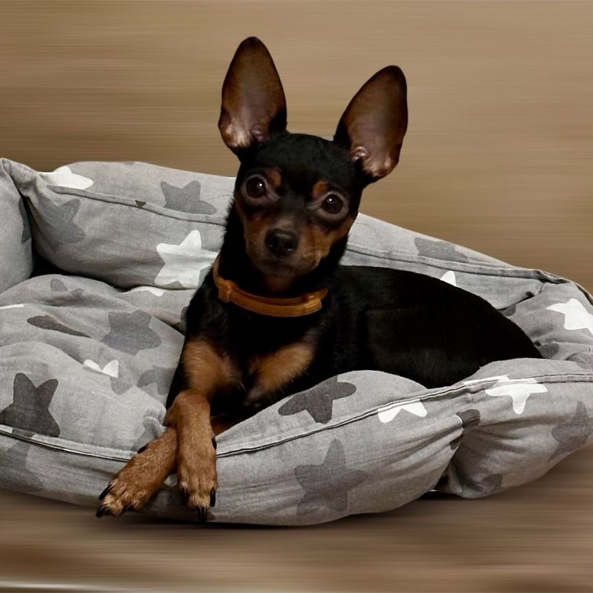 Отдам в добрые руки той-терьер