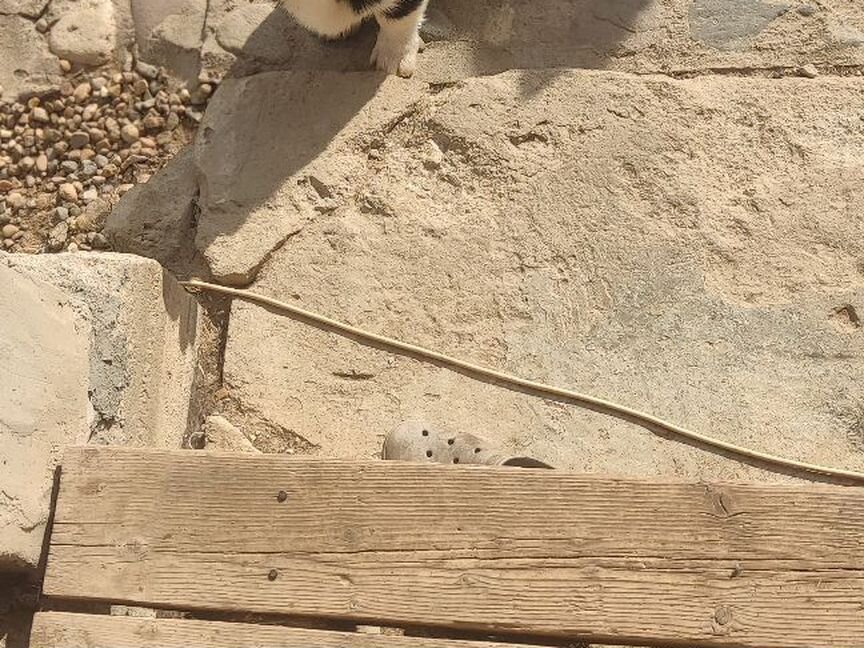 Вельш-корги пемброк мальчик