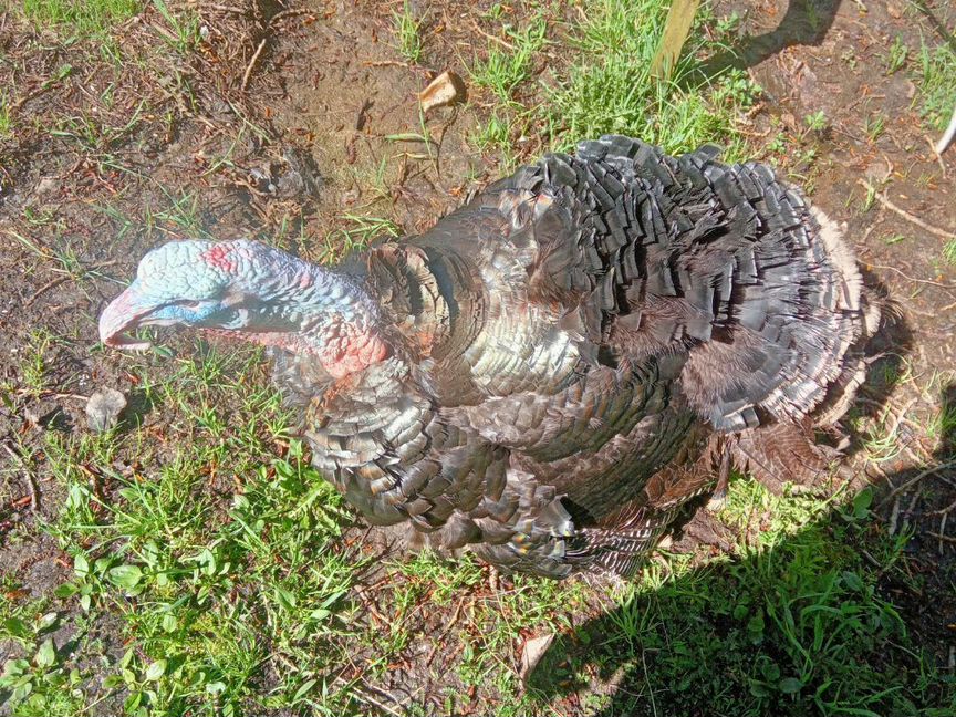 Индюки на племя,можно на мясо