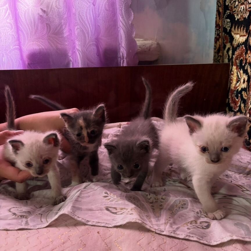 Котята