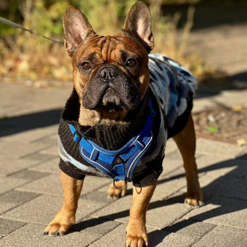 Французский бульдог, взрослый пёс