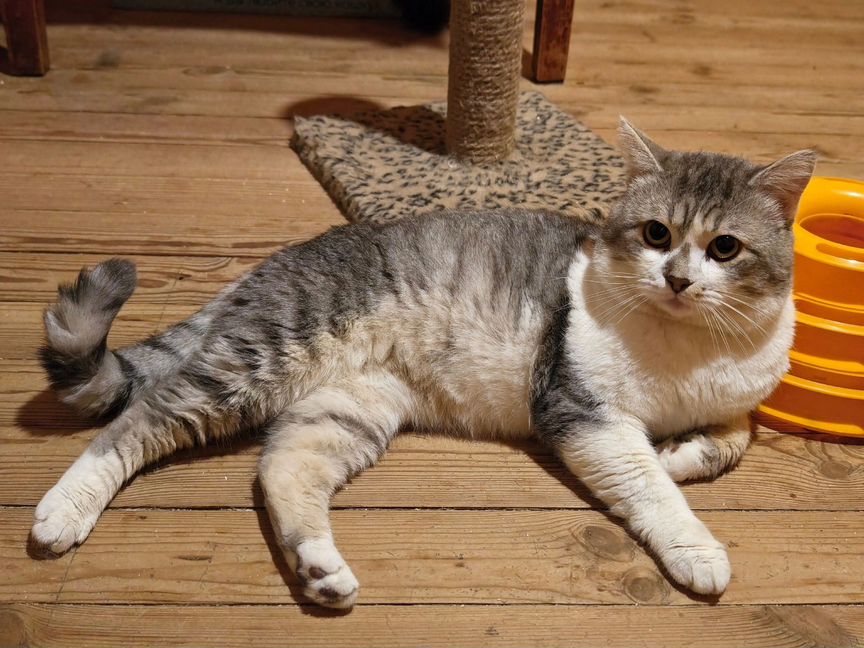 Кошки в добрые руки бесплатно