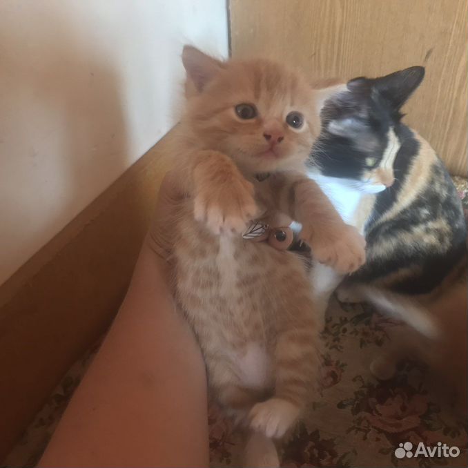 Отдам в добрые руки тигрят