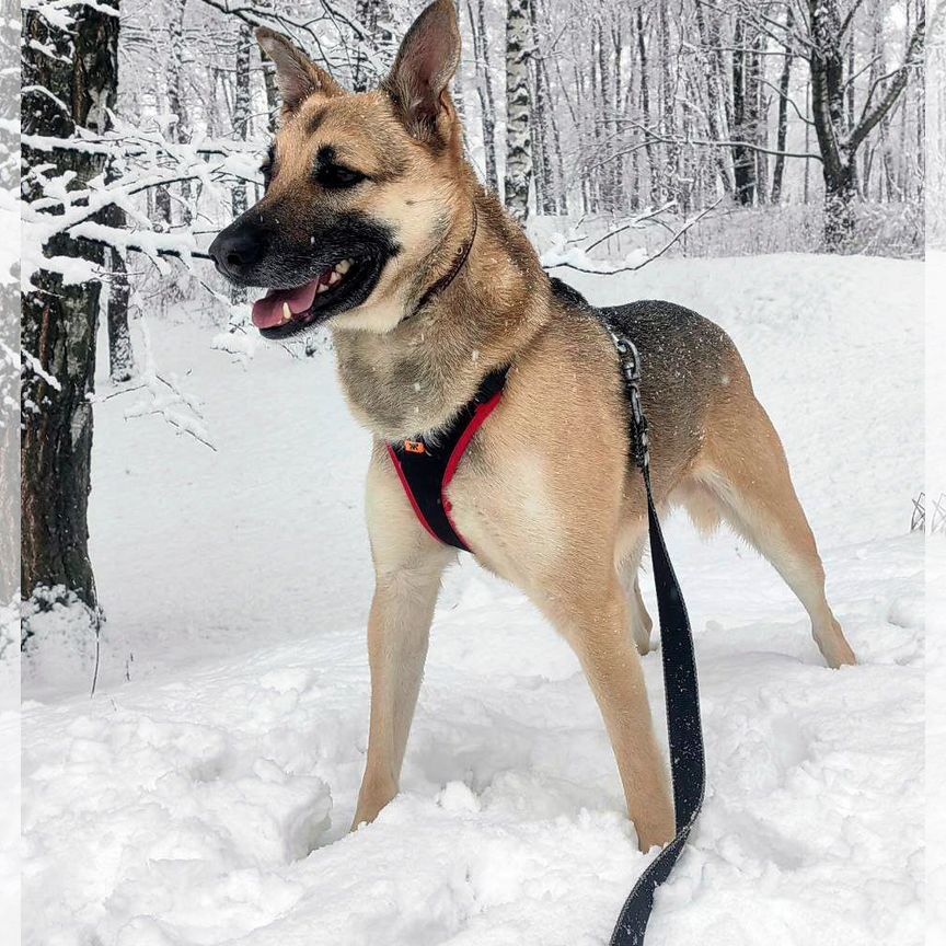 Молодой Лаки из приюта ищет дом