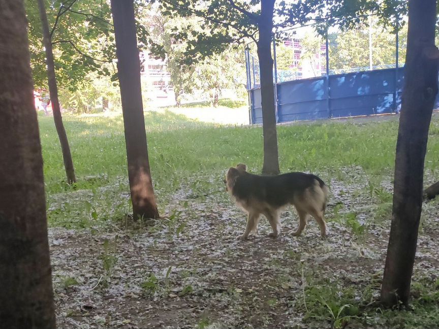 Собака без хозяина