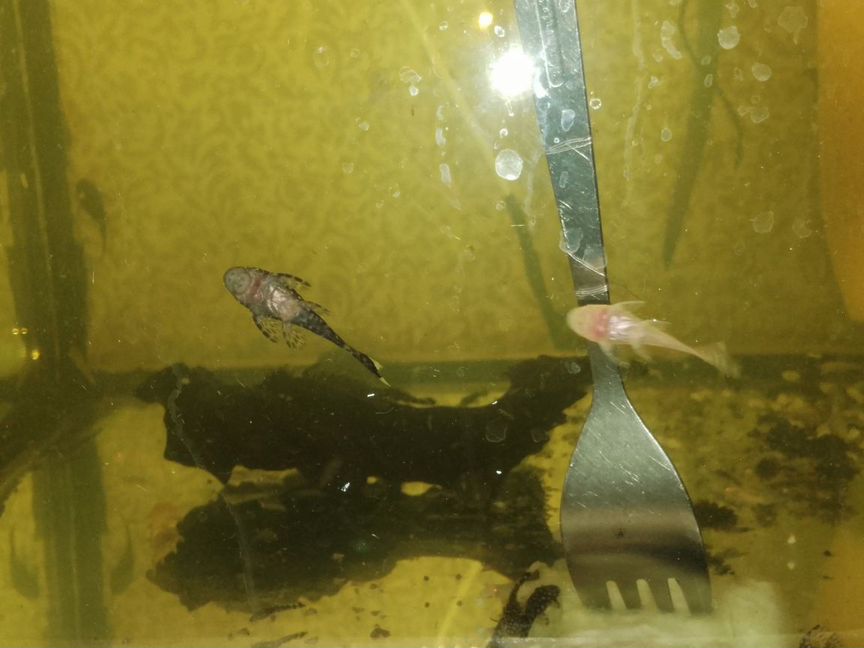 Подрощеный малек анцитруса