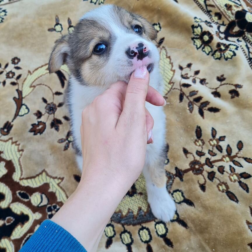 Маленькое чудо щенок ищет себе хозяев