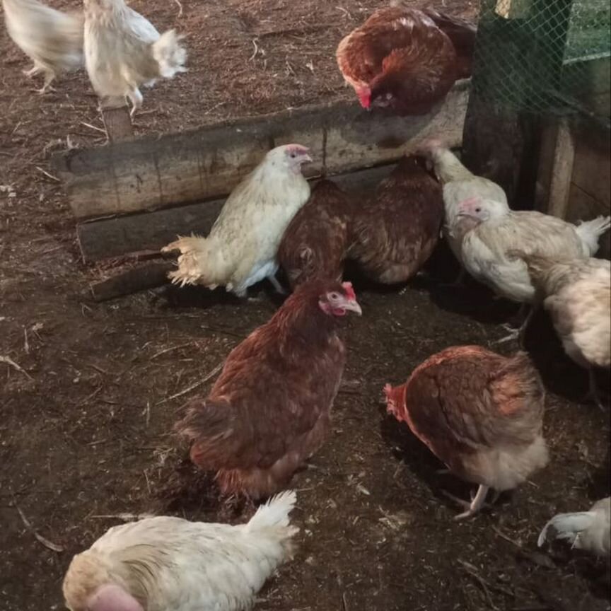 Куры несушки. Продажа