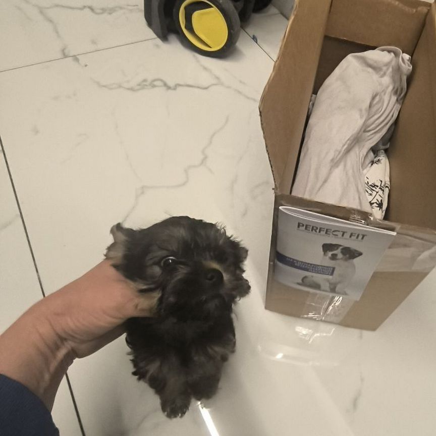 Щенок от частного владельца