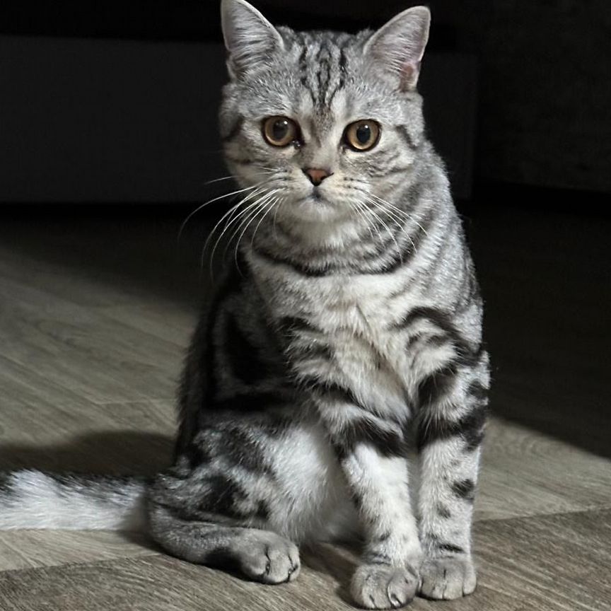 Шотландский кот