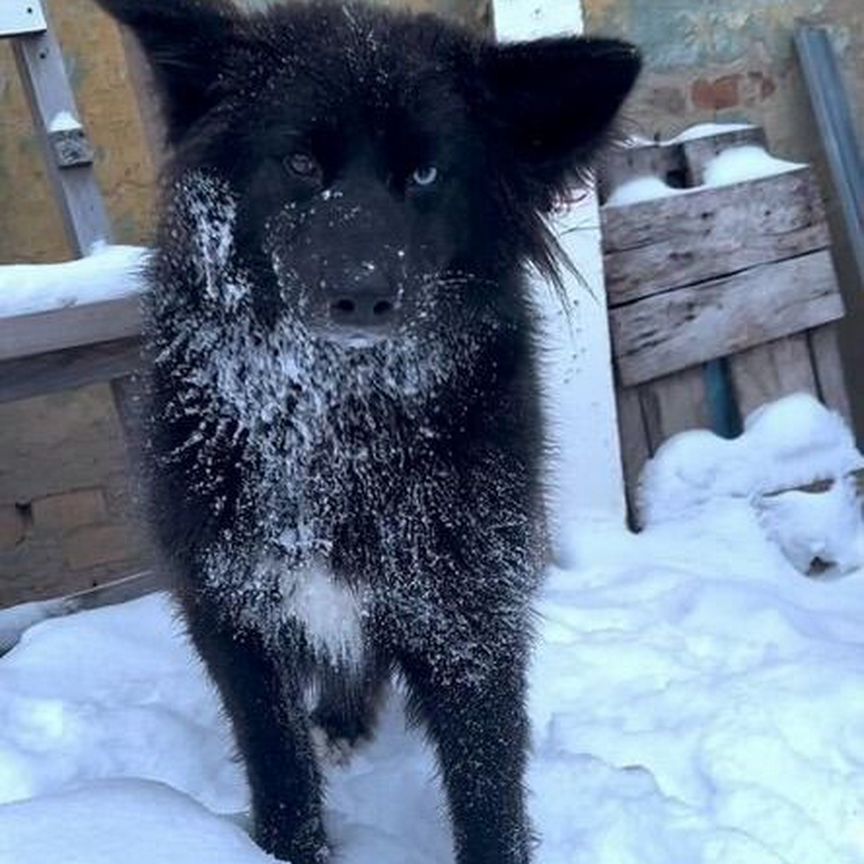 Собака Ника приют Джим