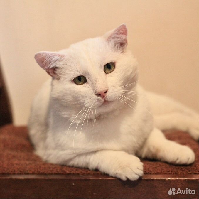 Большой белый кот