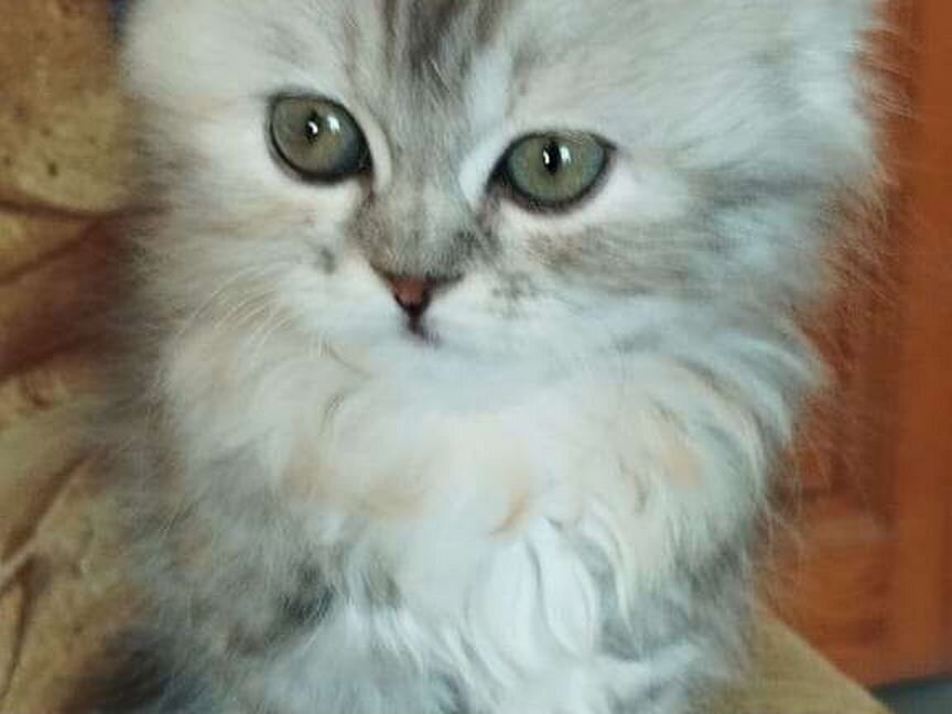 Шотландский котёнок