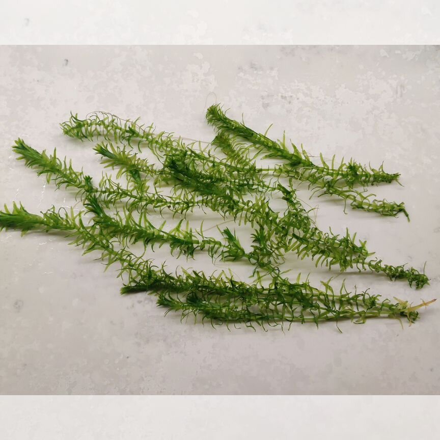 Элодея аквариумное растение