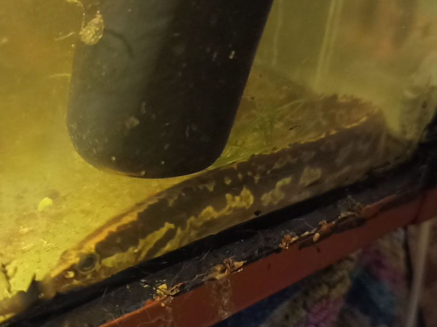 Аквариумные рыбки