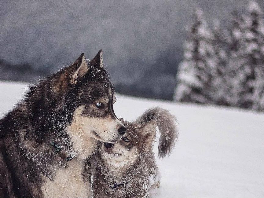 Щенки волчьих овчарок