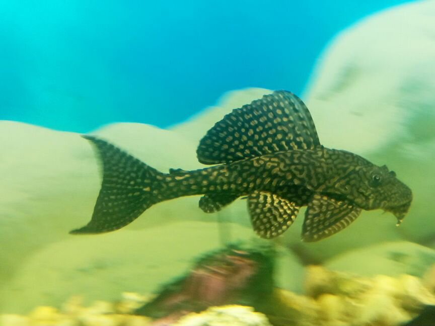 Парчовый сом