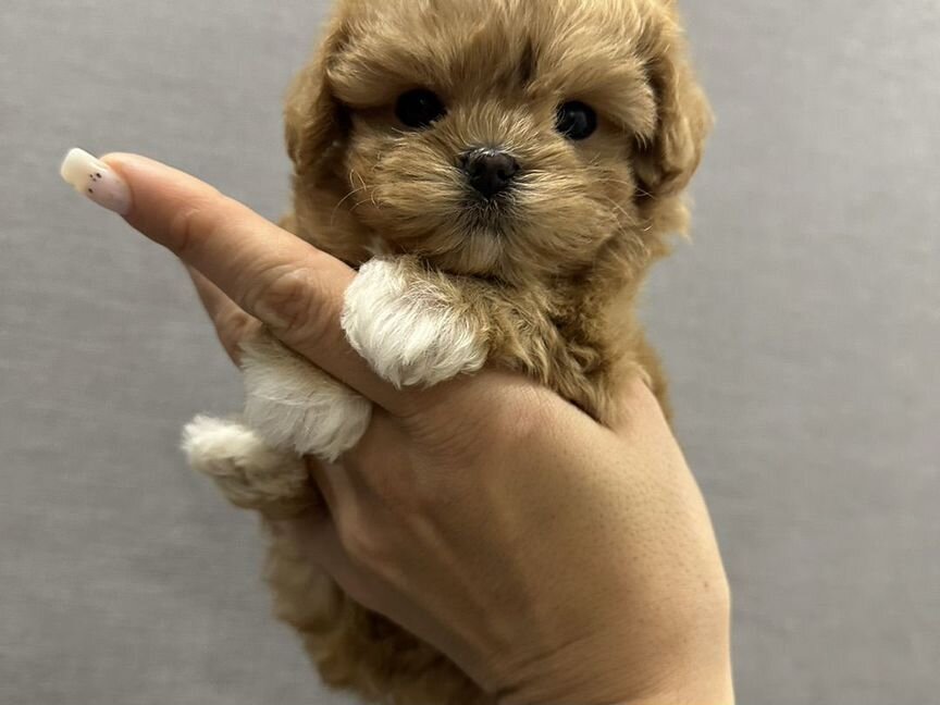 Мальтипу f1 micro Мальчик