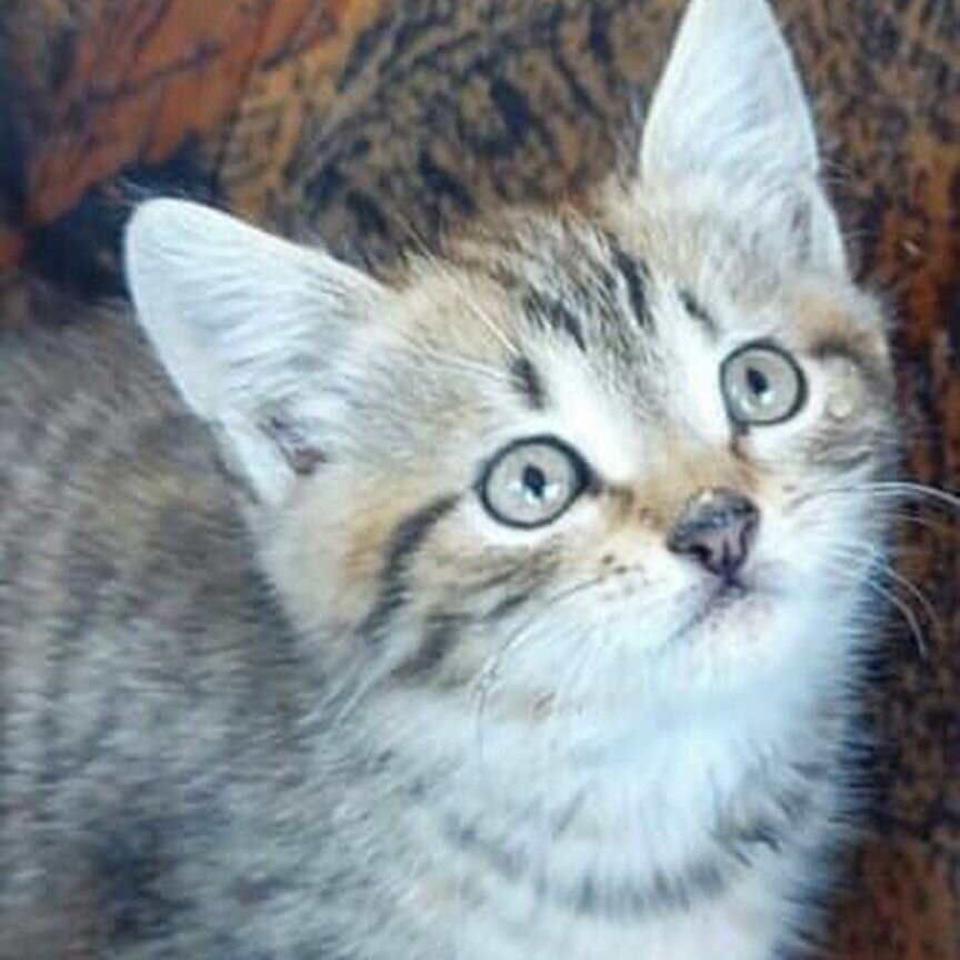 В добрые руки