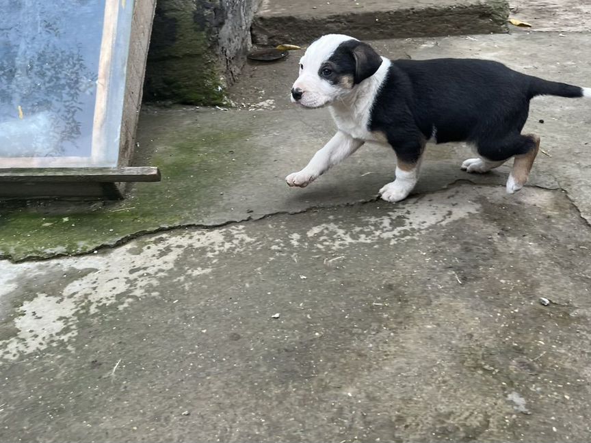 Питбуль в добрые руки