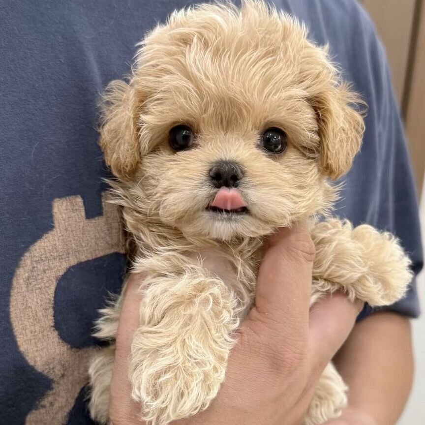 Мальтипу, щенок