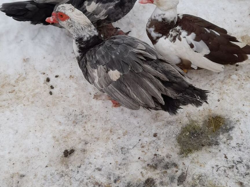 Селезни голубые