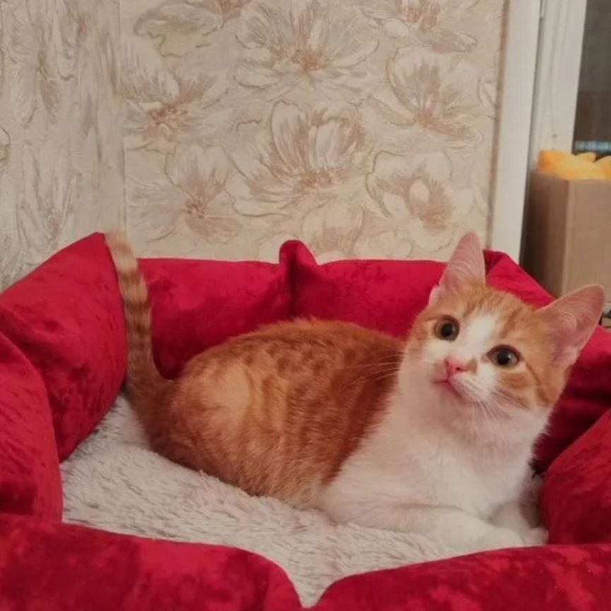 Котик мальчик в добрые руки