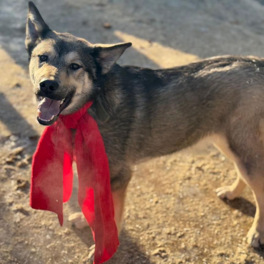 Щенок в добрые руки бесплатно