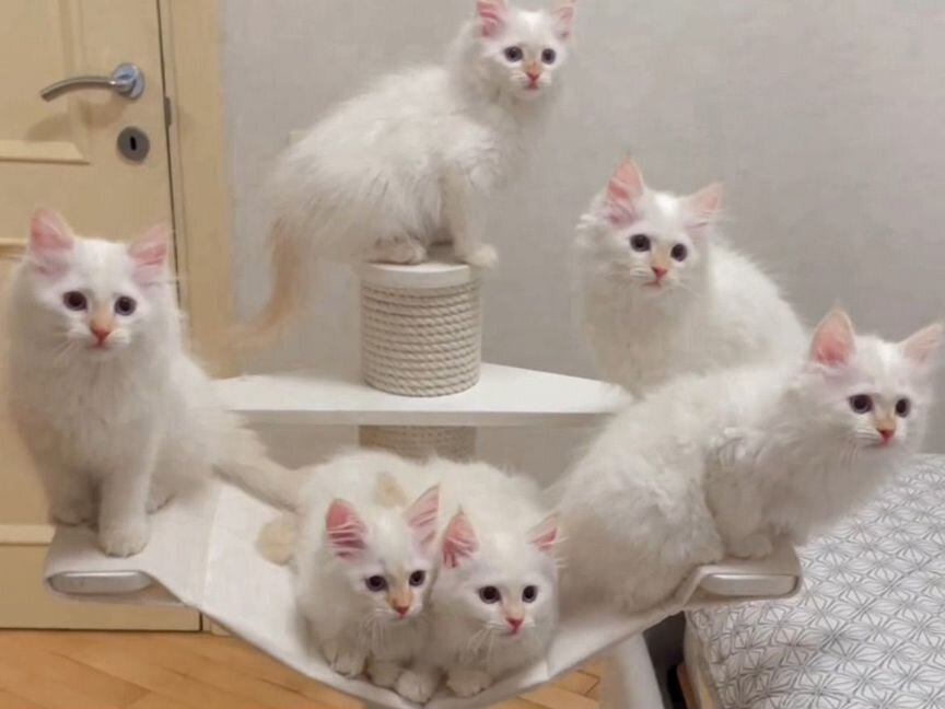Роскошные невские маскарадные котята редпоинт