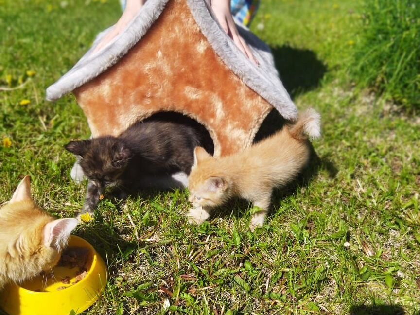 Котята в добрые руки бесплатно