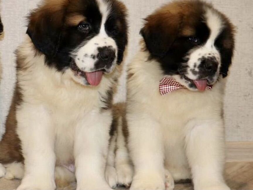 Московская сторожевая