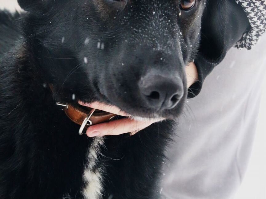 Собака в добрые руки