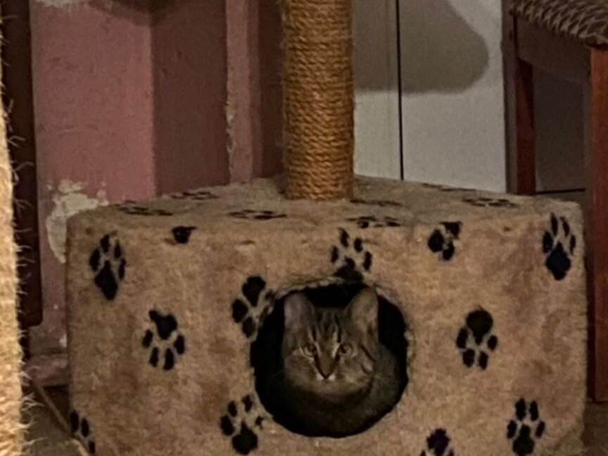 Молодая кошечка ищет любящую семью