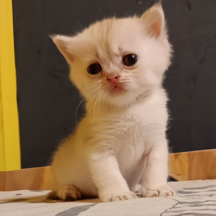 Шотландский прямоухий короткошёрстный котёнок