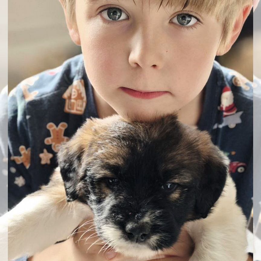 Щенок в добрые руки