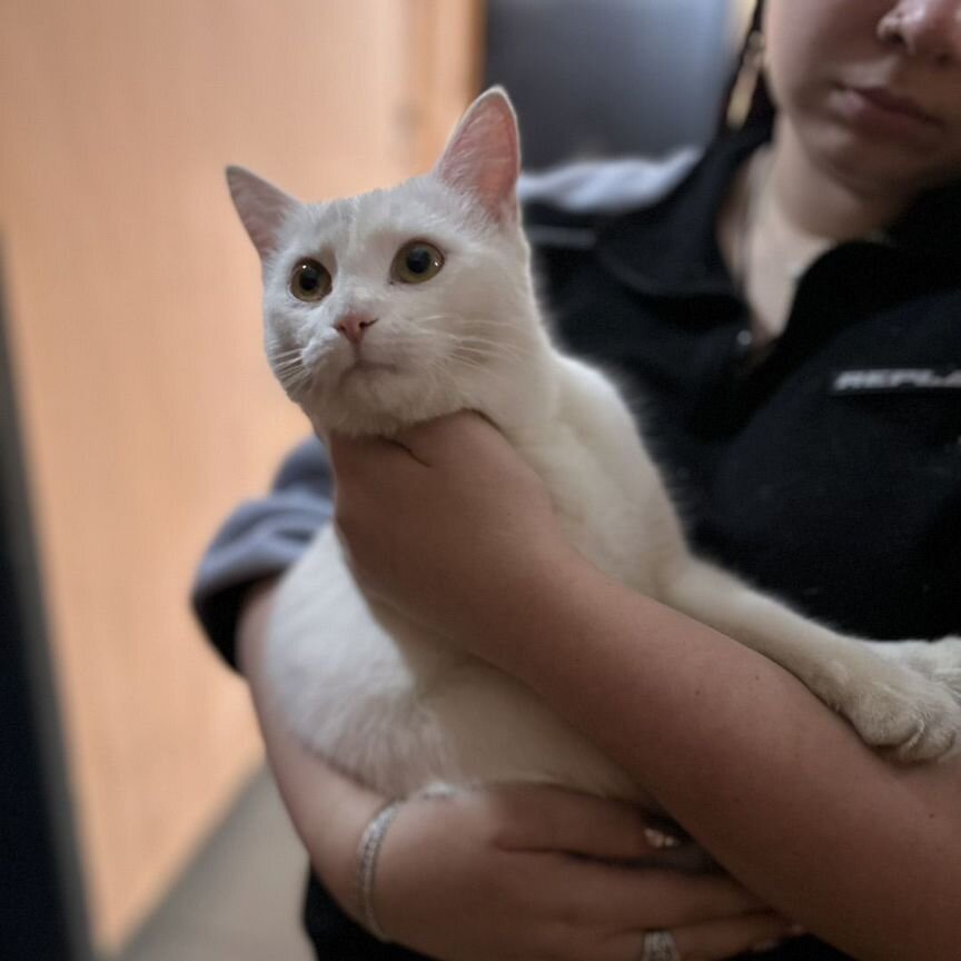Белый ласковый кот