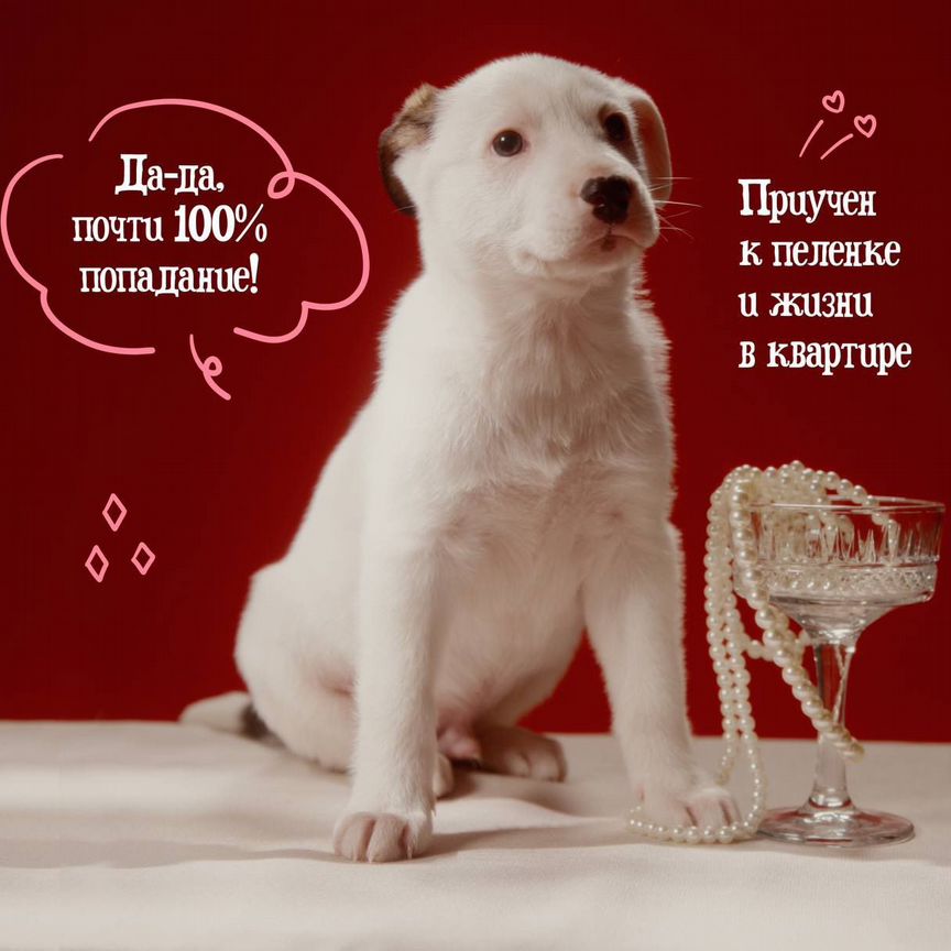 Щенок в добрые руки