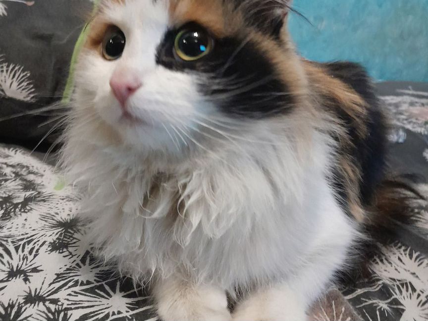 Очаровашка кошечка ищет Дом