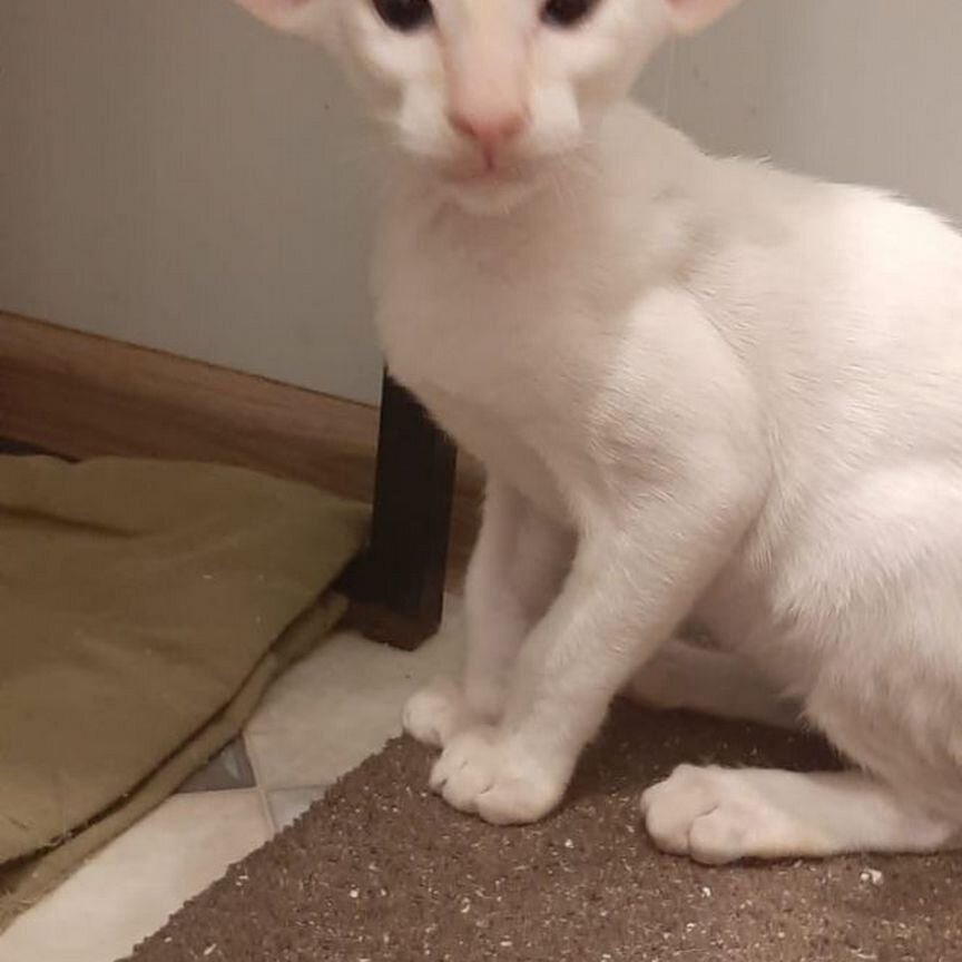 Ориентальные котята