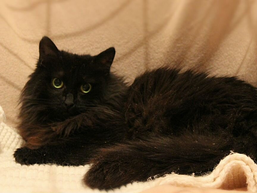 Ксюшенька пушистое чудо